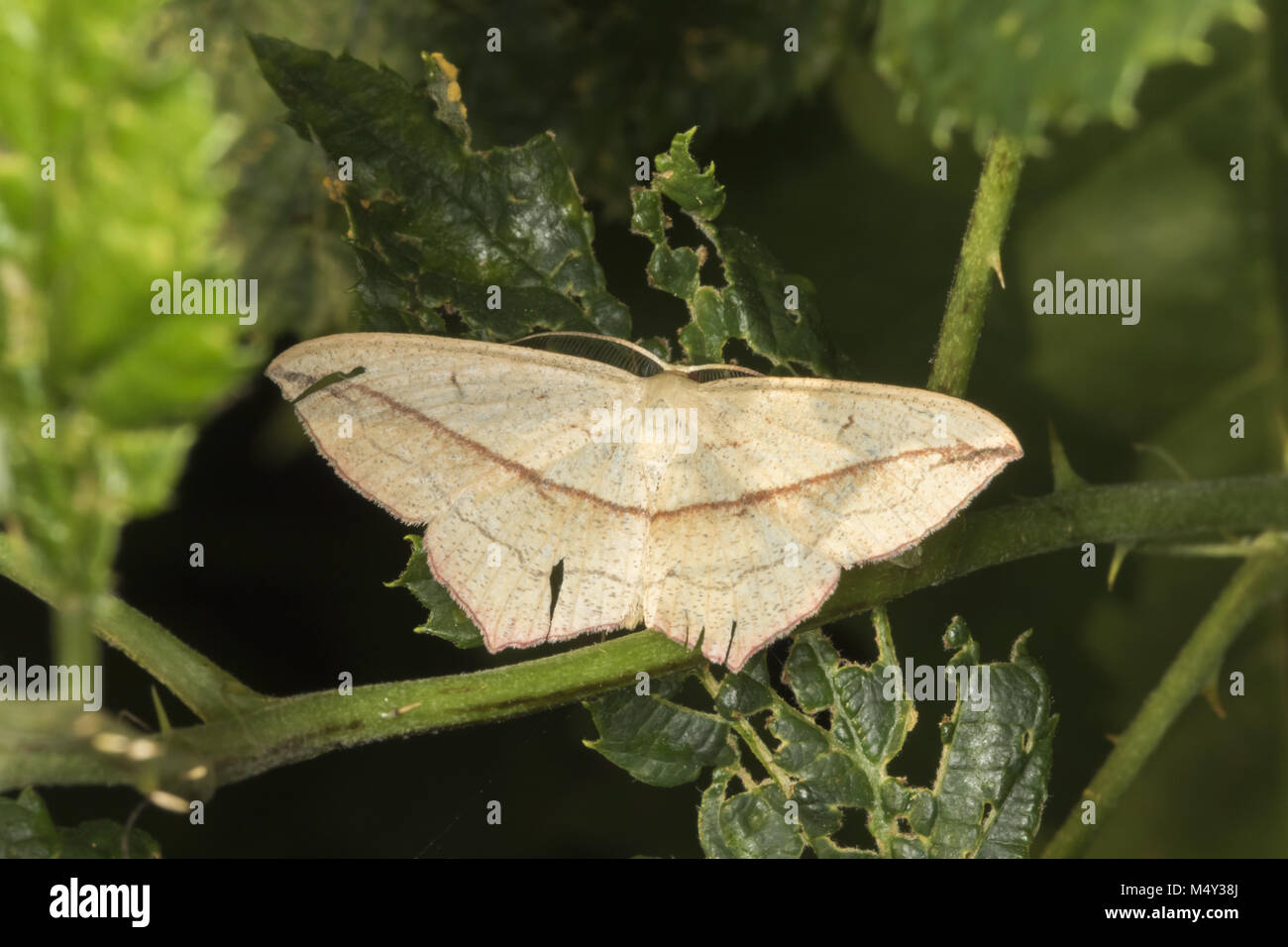 Blood vein moth (Timandra comae Stock Photo - Alamy