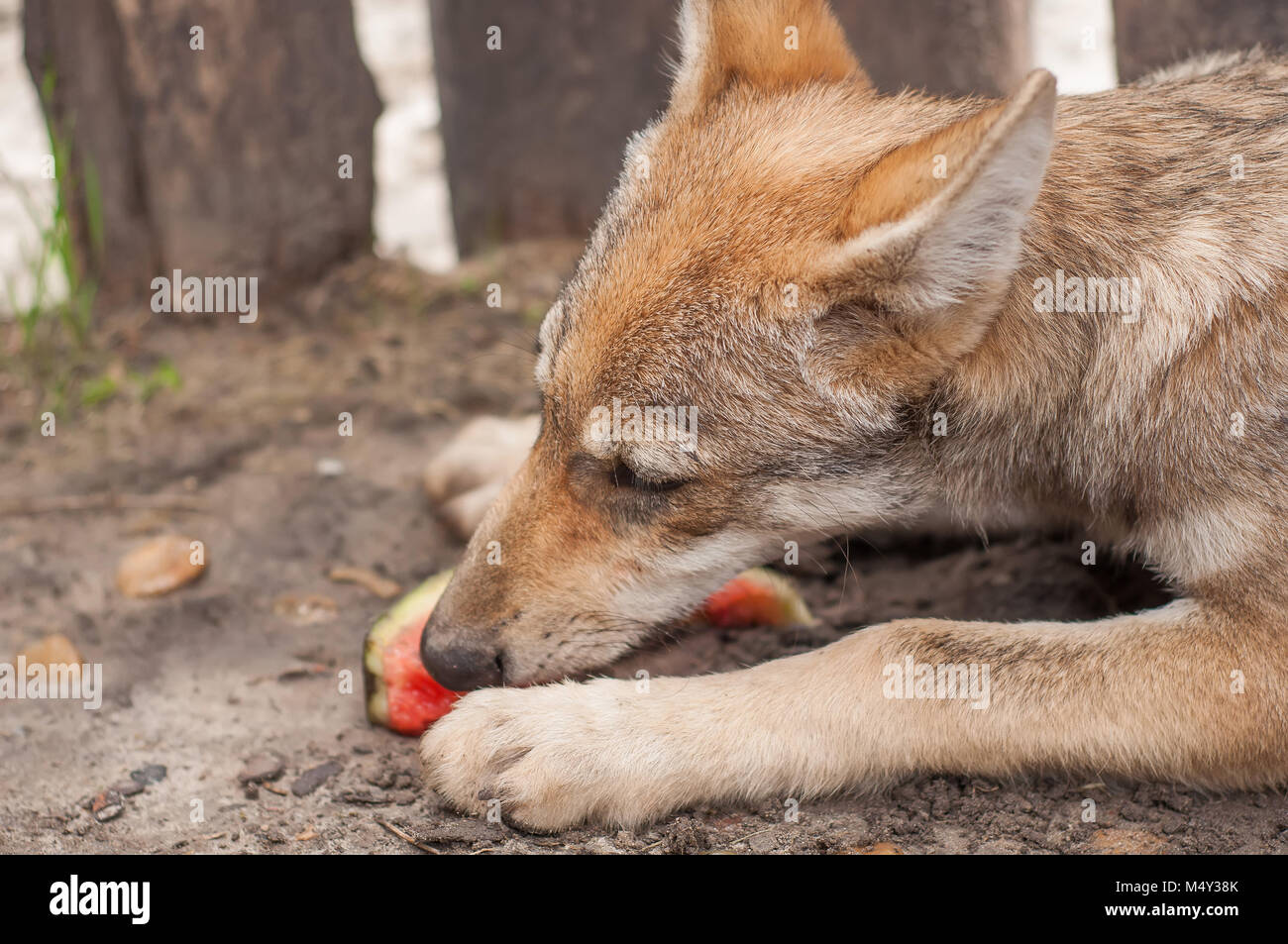 Young european grey wolf puppy feeding and eating watermelon Stock ...