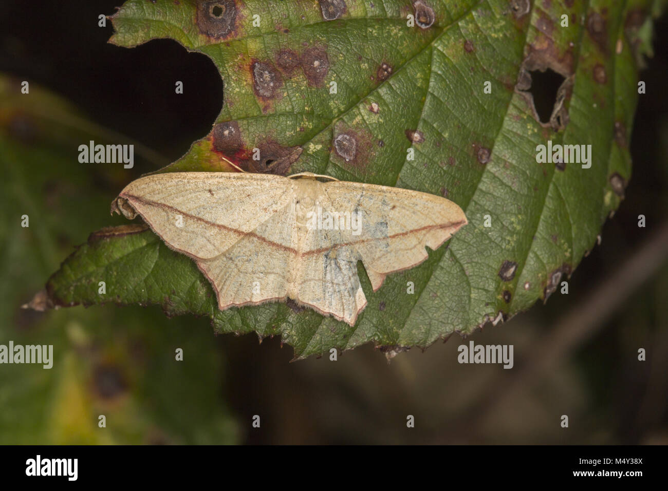 Blood vein moth (Timandra comae Stock Photo - Alamy