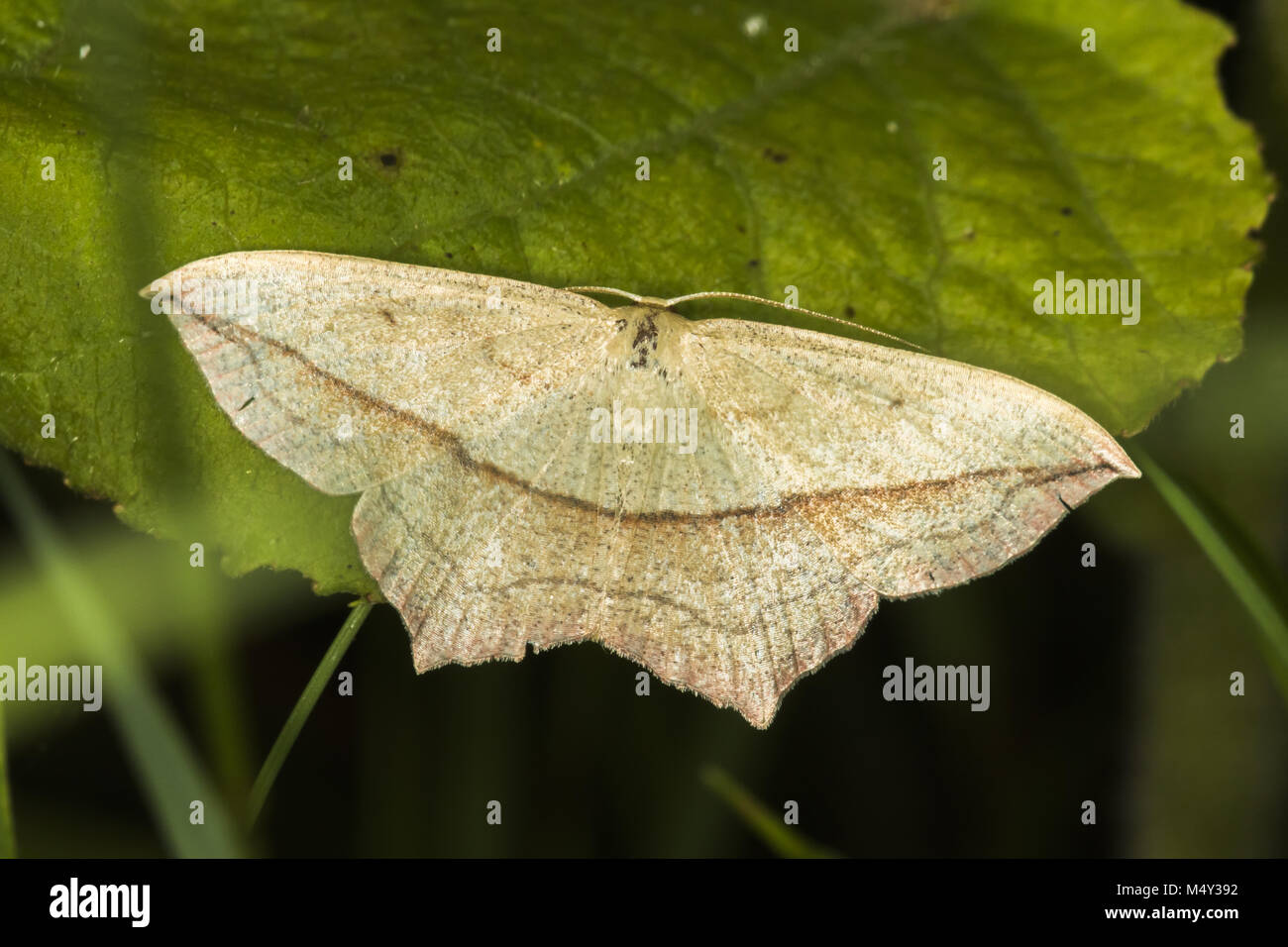 Blood vein moth (Timandra comae Stock Photo - Alamy