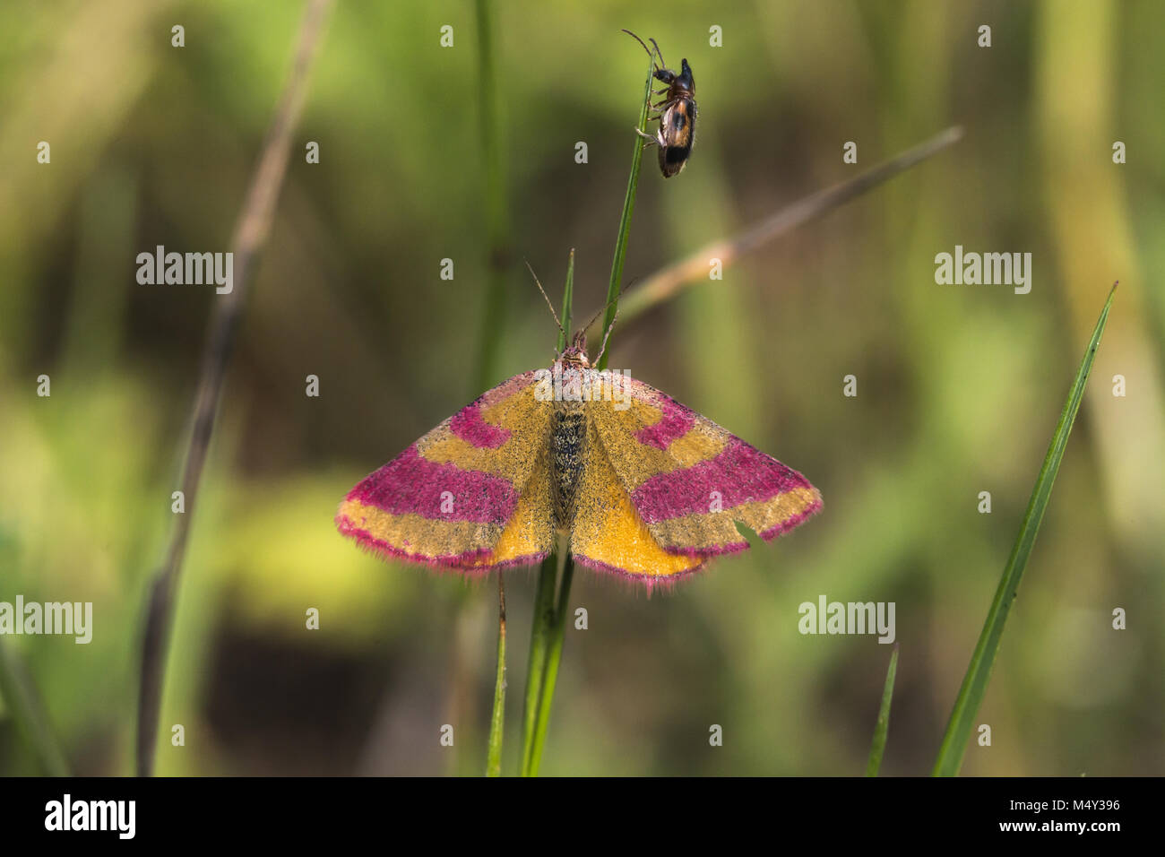 Barred yellow moth hi-res stock photography and images - Alamy