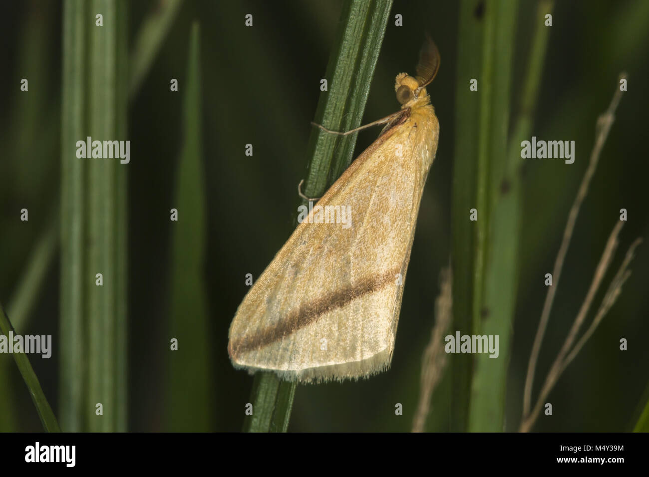 Blood vein moth (Timandra comae Stock Photo - Alamy