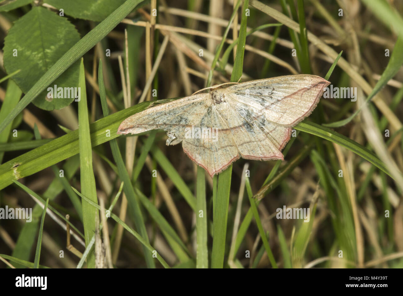 Blood vein moth (Timandra comae Stock Photo - Alamy