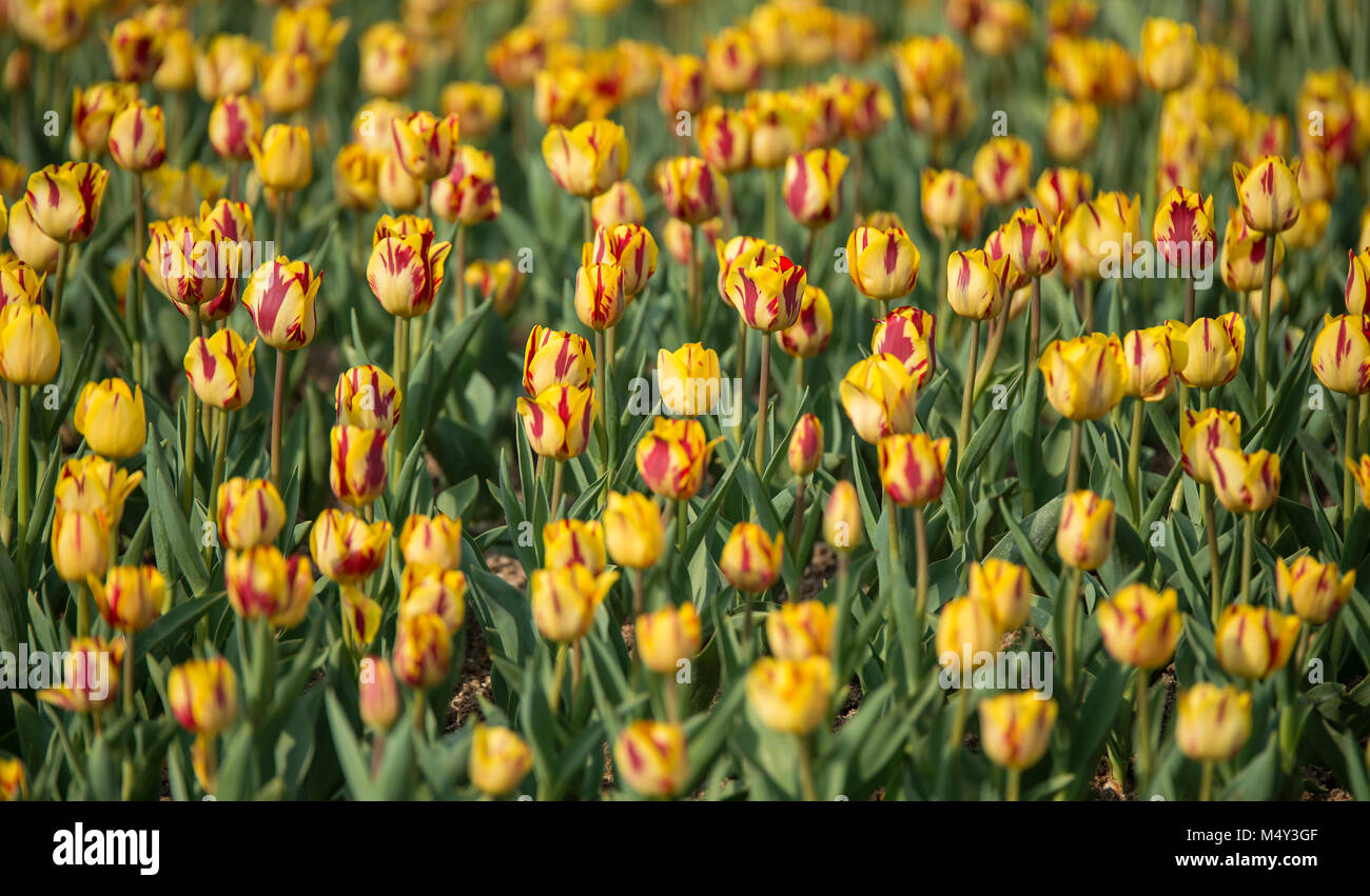 Bright Blooming Tulips Growing In Spring Garden Stock Photo - Alamy