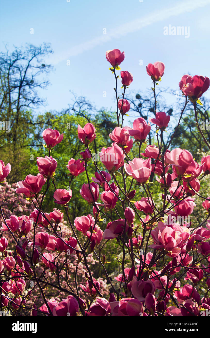 magnolia tree blossom over blue sky Stock Photo - Alamy