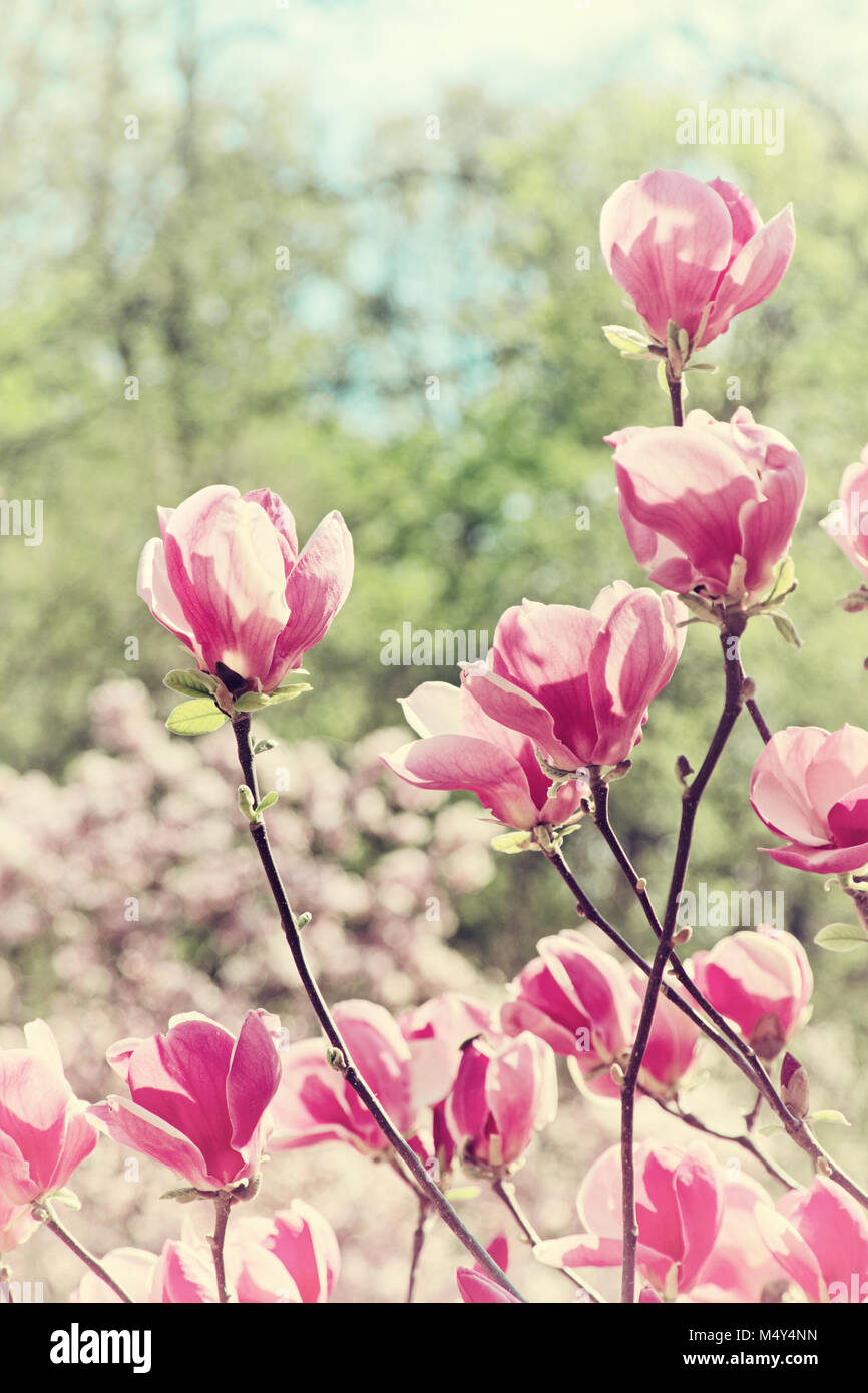 Flowers of magnolia tree in springtime Stock Photo - Alamy
