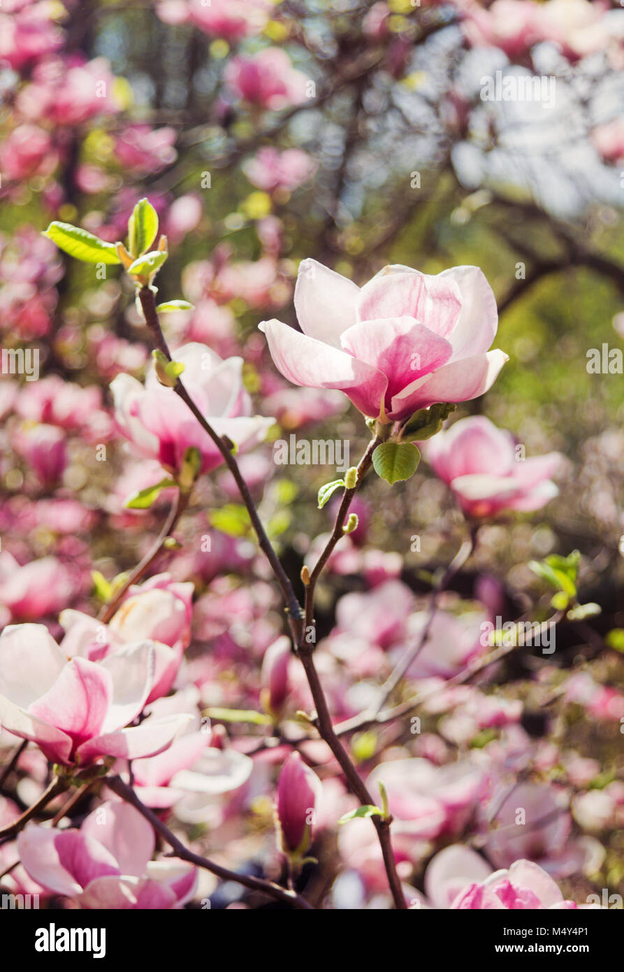 Fabulous garden of blooming magnolia trees in springtime Stock Photo ...