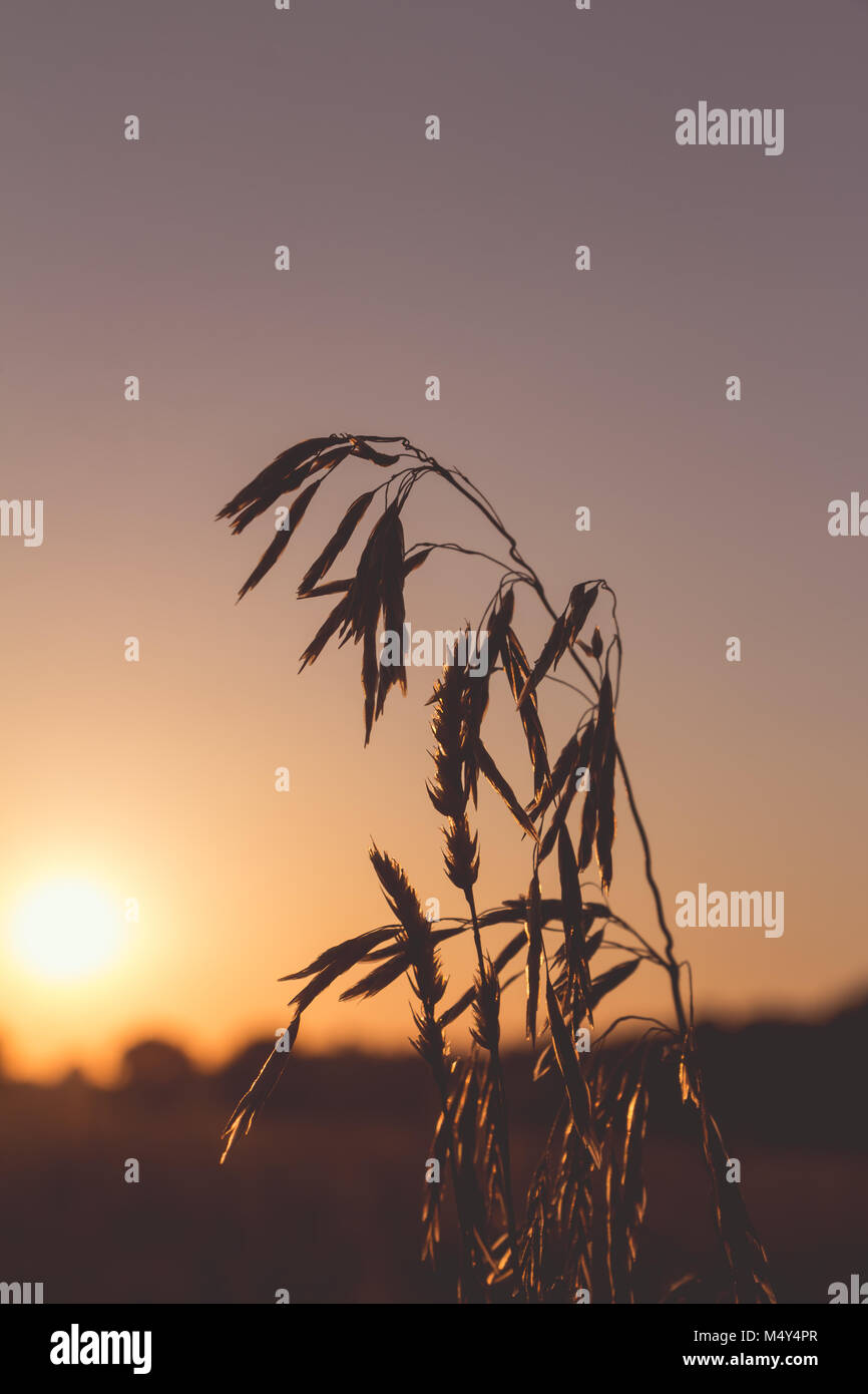 Backlit blade hi-res stock photography and images - Alamy