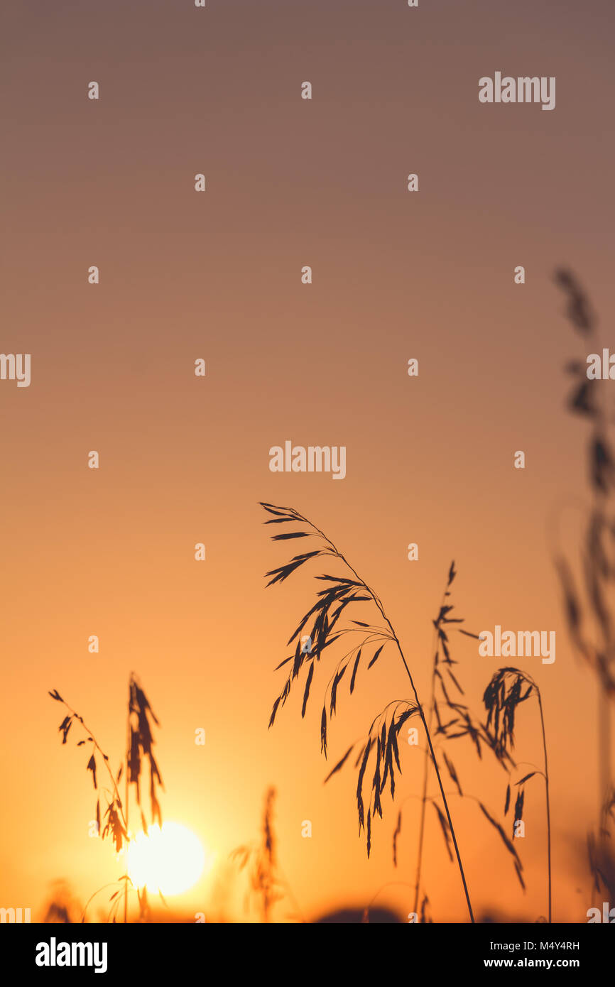 Backlit blade hi-res stock photography and images - Alamy