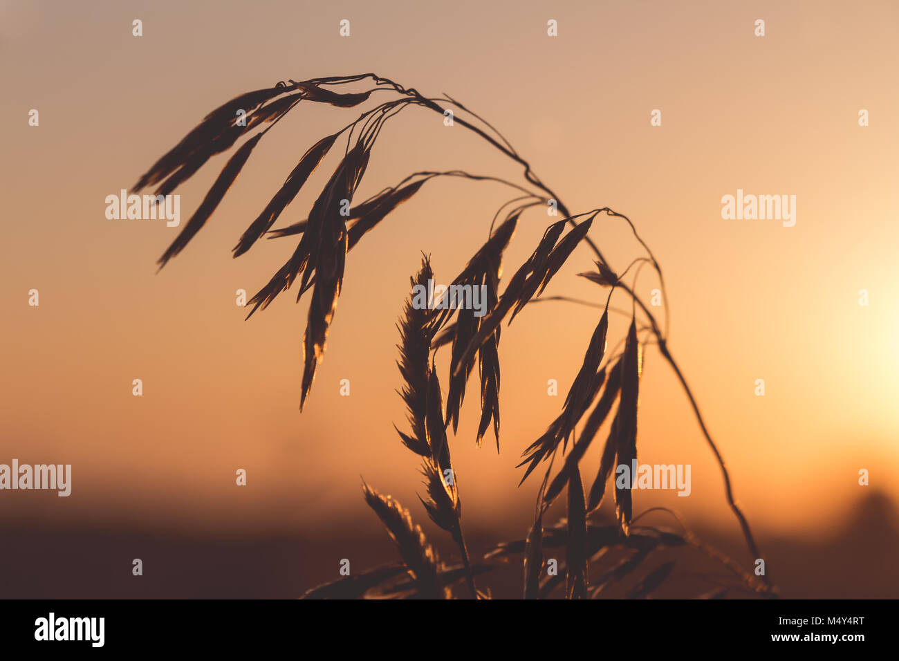 Sun in backlit Stock Photo - Alamy