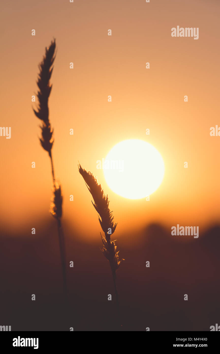 Sun in backlit Stock Photo - Alamy