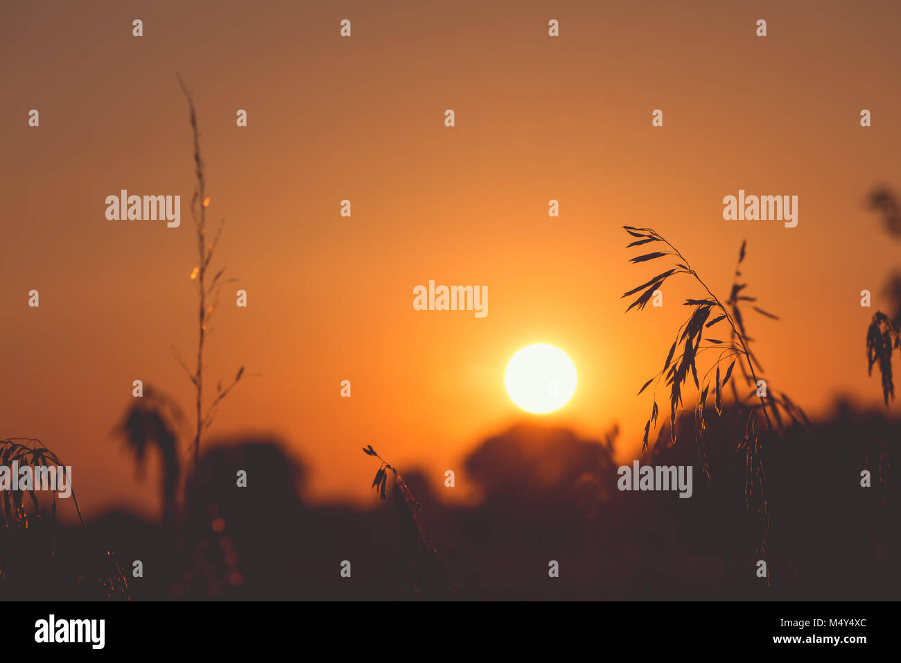 Sun in backlit Stock Photo - Alamy