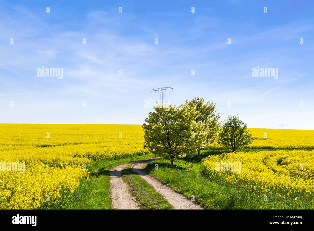 Yellow oilseed rape field Stock Photo - Alamy