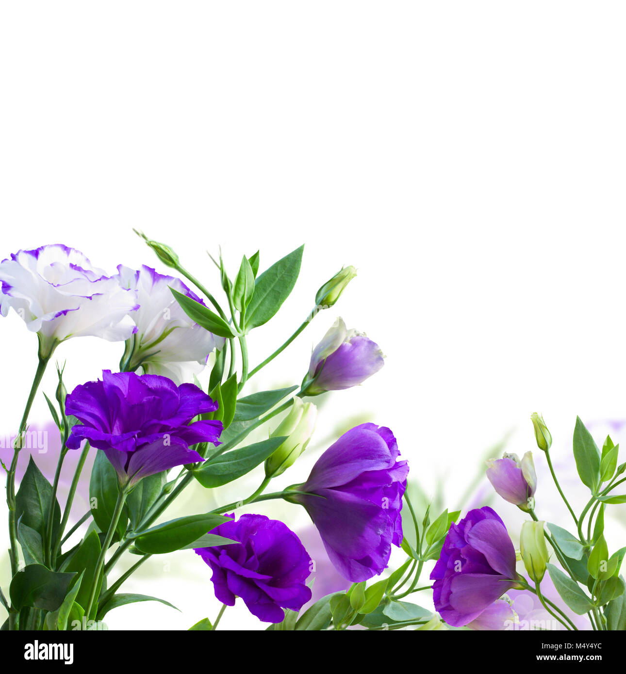 Eustoma violet flowers Stock Photo - Alamy