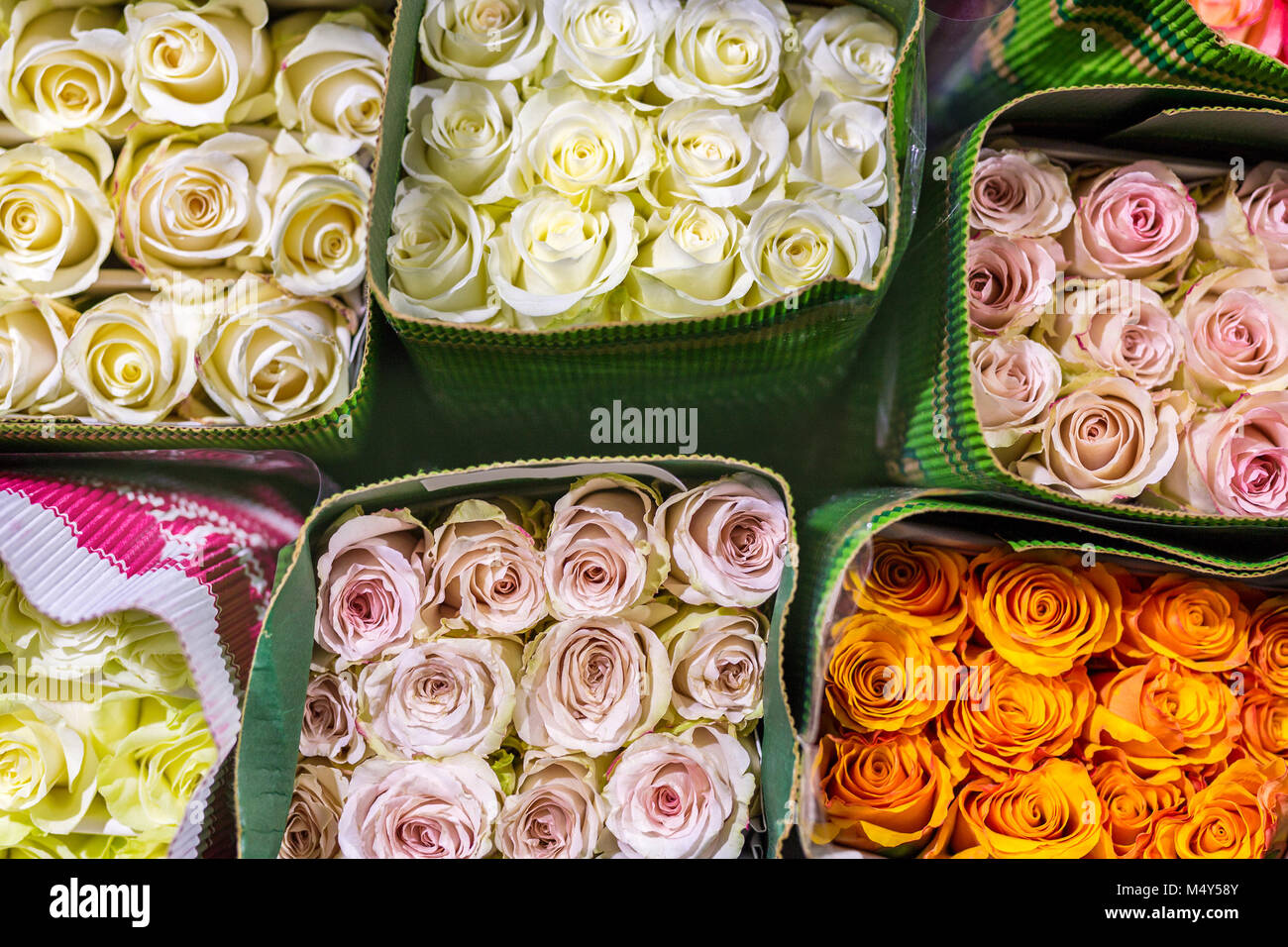 Hundreds of multicolored roses wrapped in paper. Fresh flower ...