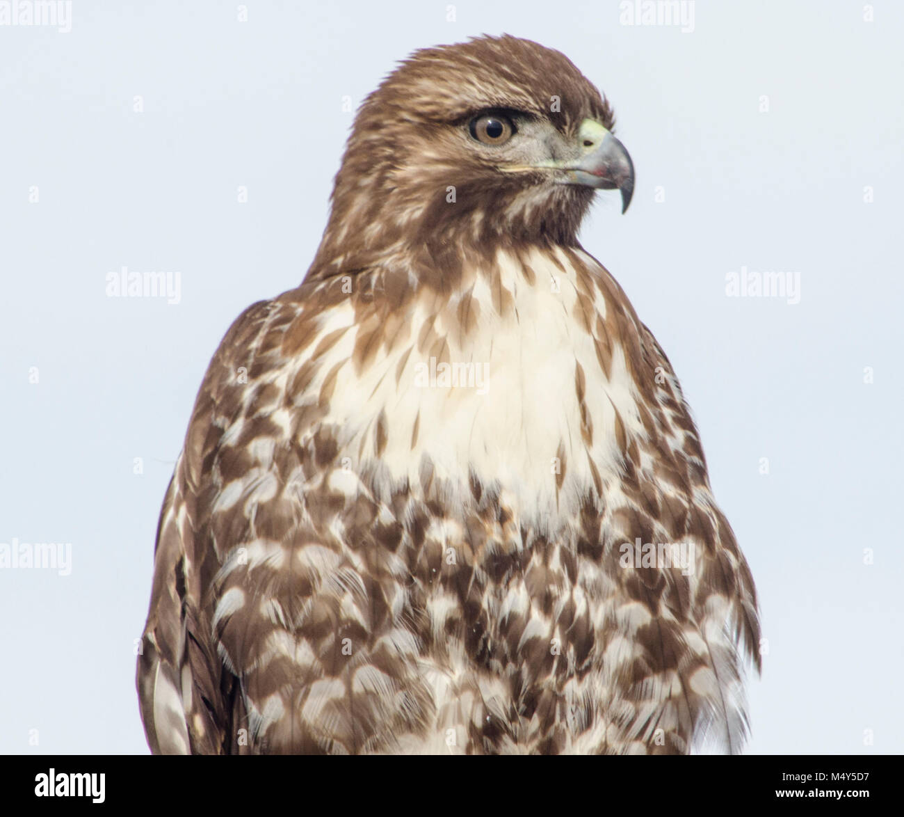 Species rough legged buzzard hi-res stock photography and images - Alamy