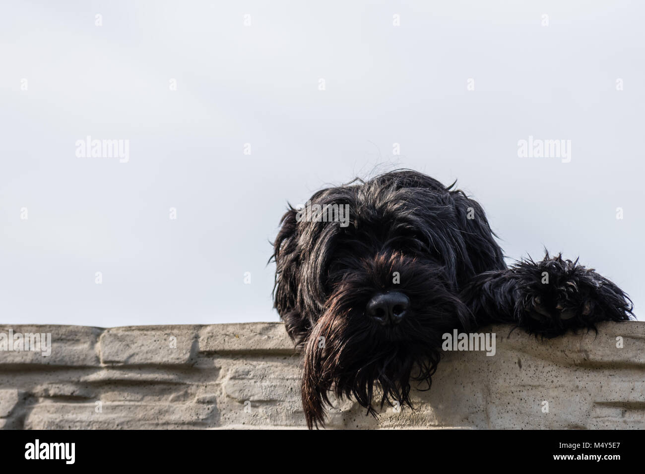 Dog looking over fence hi-res stock photography and images - Alamy