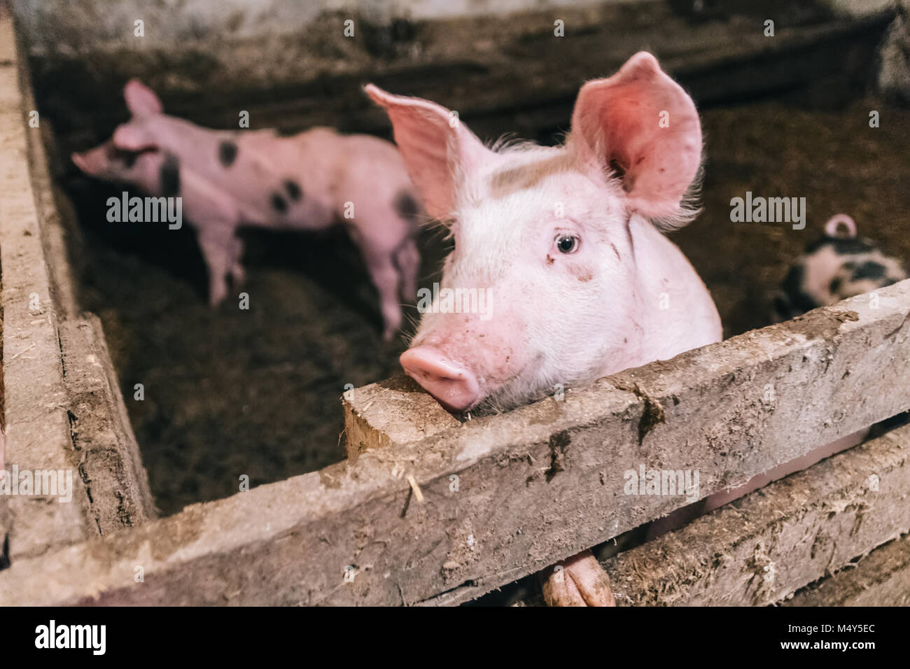 Beautiful portrait of a pink pig in a sty. The interior of a farm ...