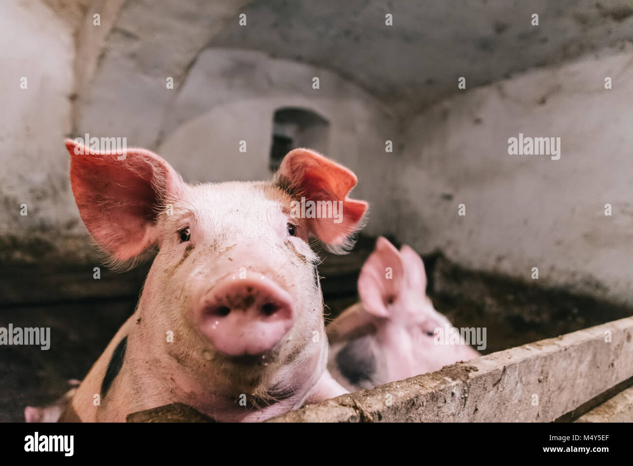 Beautiful portrait of a pink pig in a sty. The interior of a farm ...
