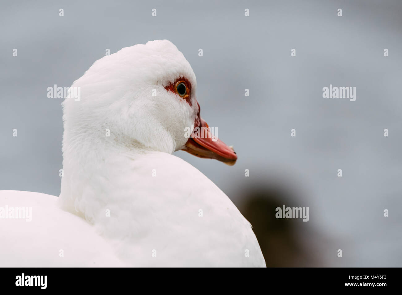 Portrait of small white muscovy duck. Also known as Cairina moschata ...