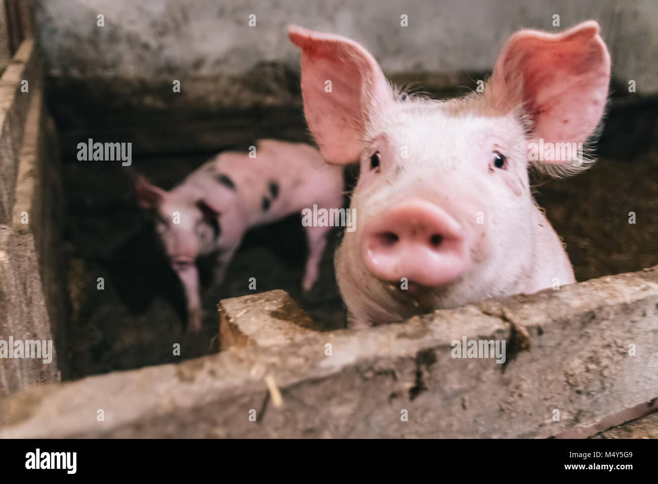 Beautiful portrait of a pink pig in a sty. The interior of a farm ...