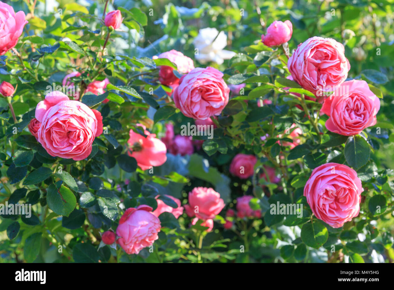 Beautiful light pink rose in the garden, Rose 'Leonardo da Vinci' Stock ...