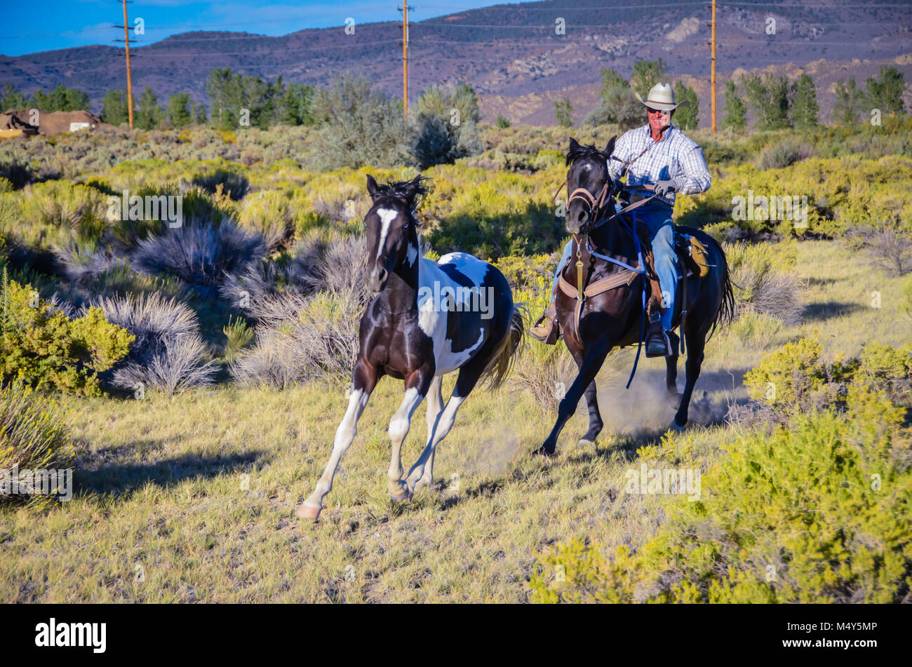 Smiling cowboy, riding a brown stallion, trains spotted colt through ...