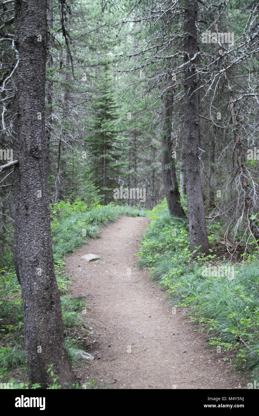Swiftcurrent Nature Trail Stock Photo - Alamy