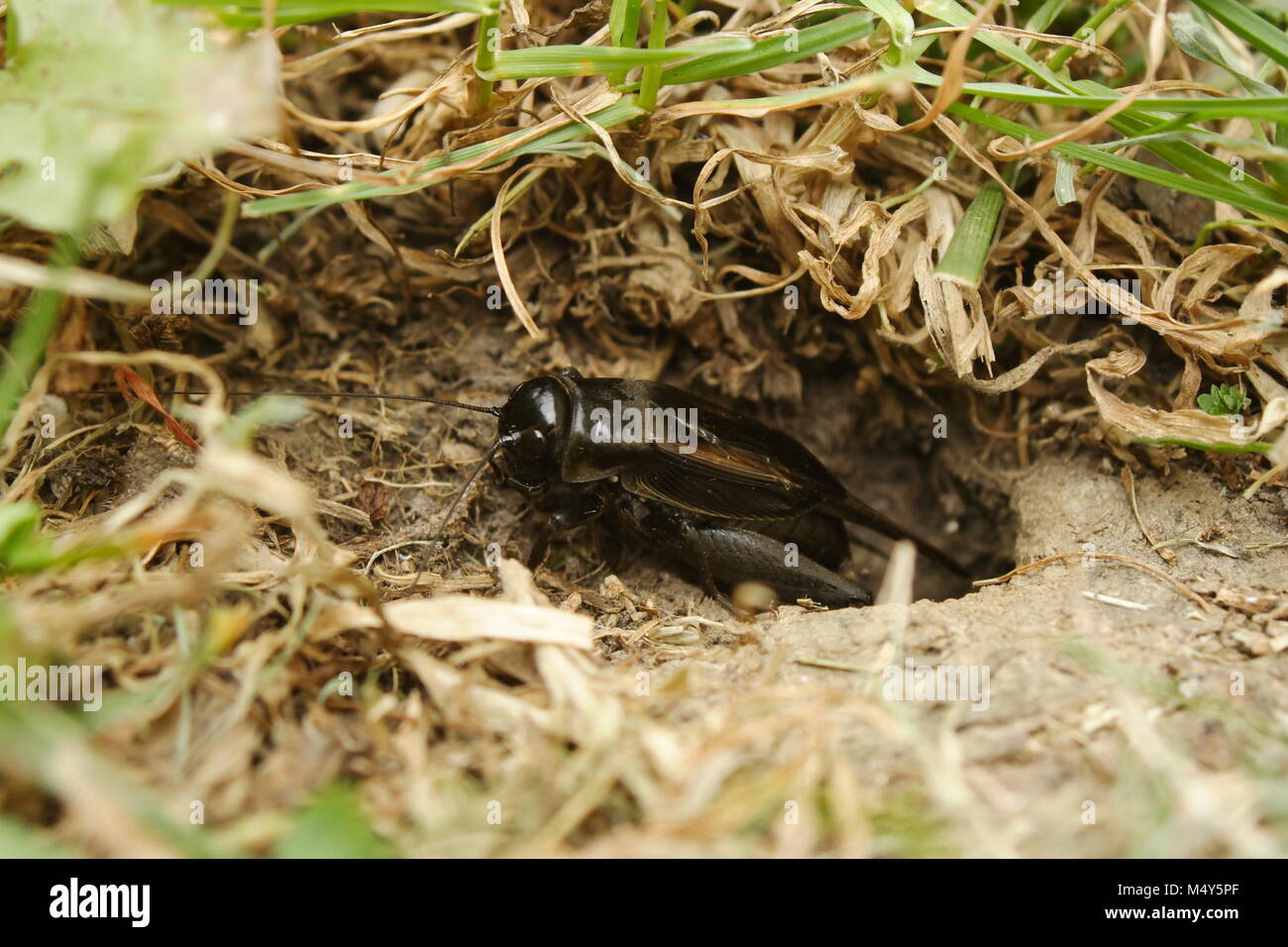 Black Field Cricket 'Teleogryllus commodus' emerging from a Yabby hole ...