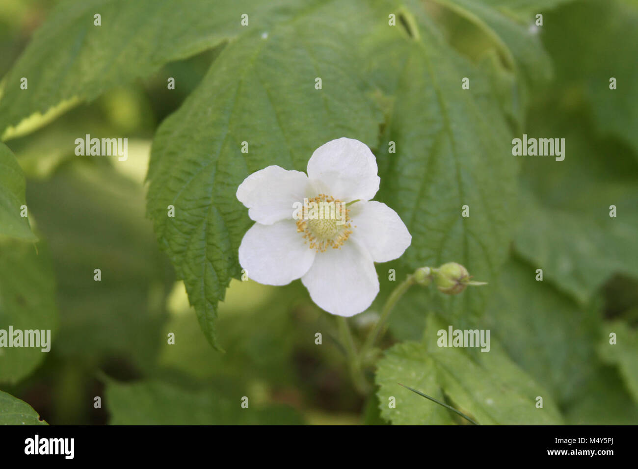 Thimbleberry - Rubus parviflorus Stock Photo - Alamy