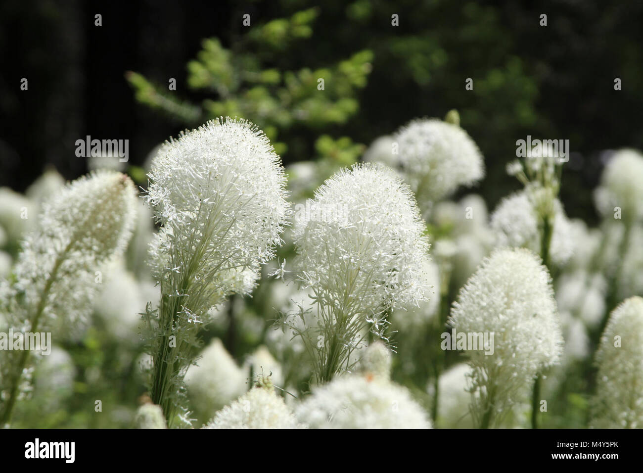 Beargrass - Xerophyllum tenax Stock Photo - Alamy