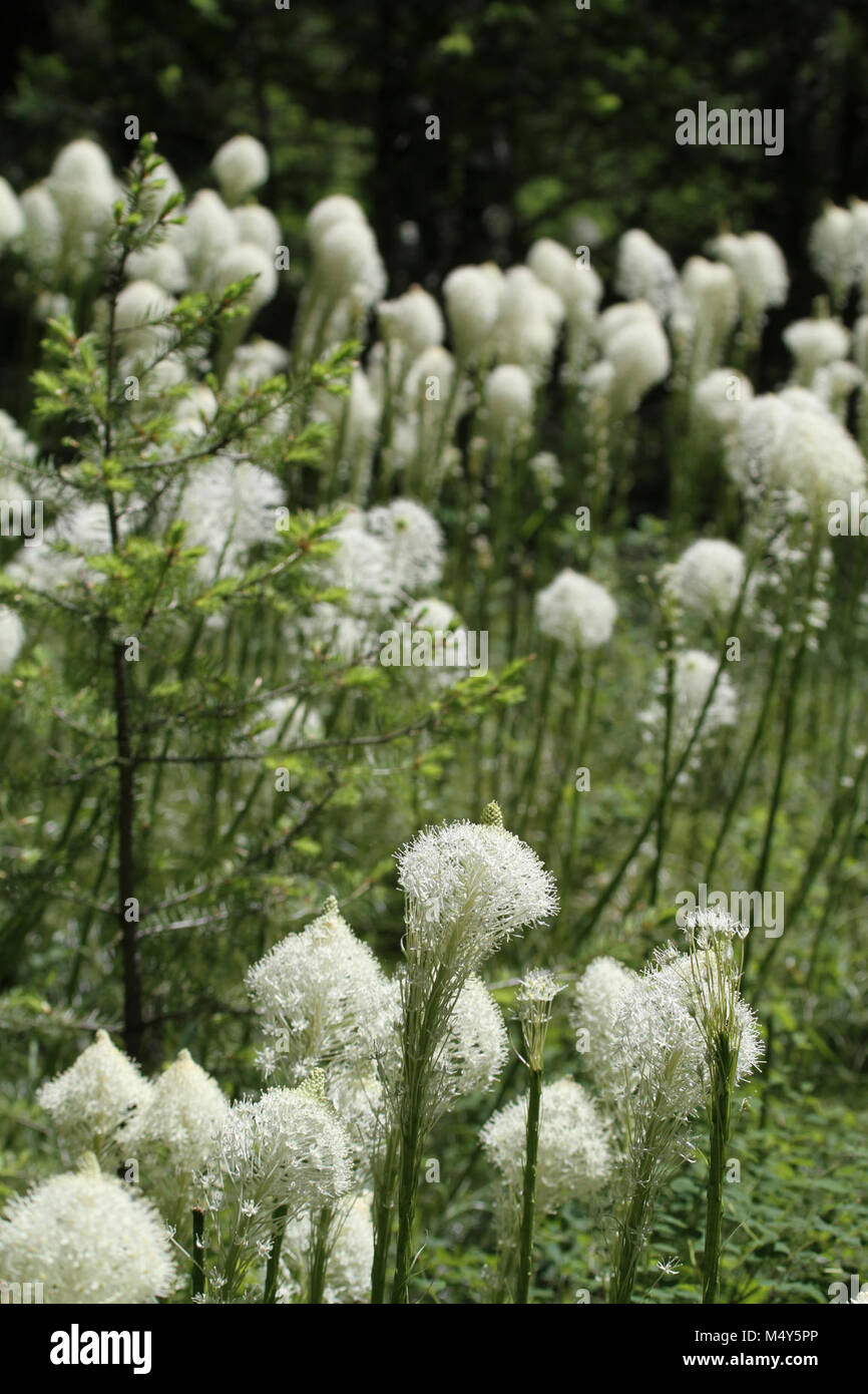 Bear Grass - Xerophyllum tenax Stock Photo - Alamy