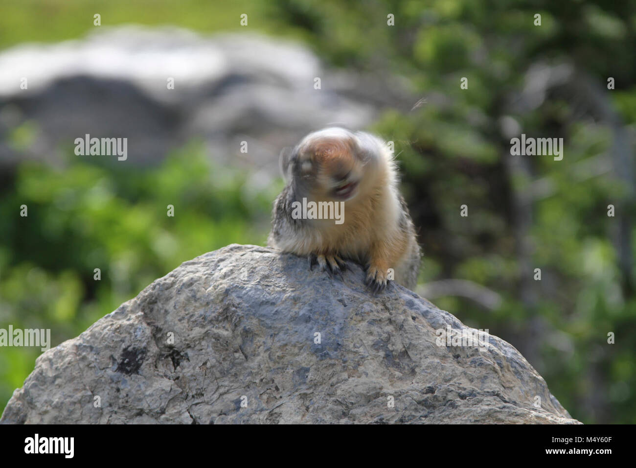 Shaking off the Mosquitos Stock Photo - Alamy