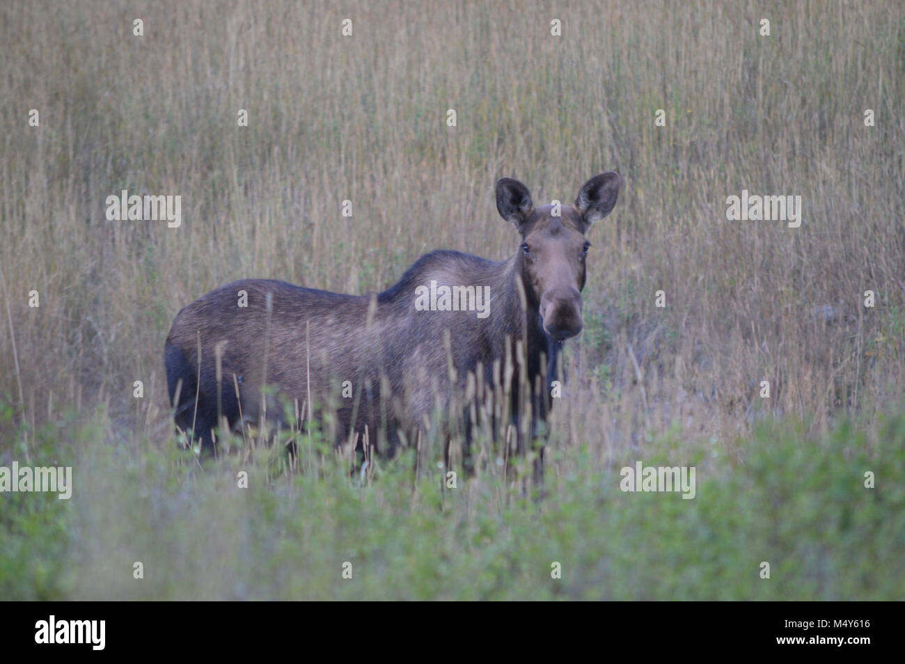 North fork nature preserve hi-res stock photography and images - Alamy