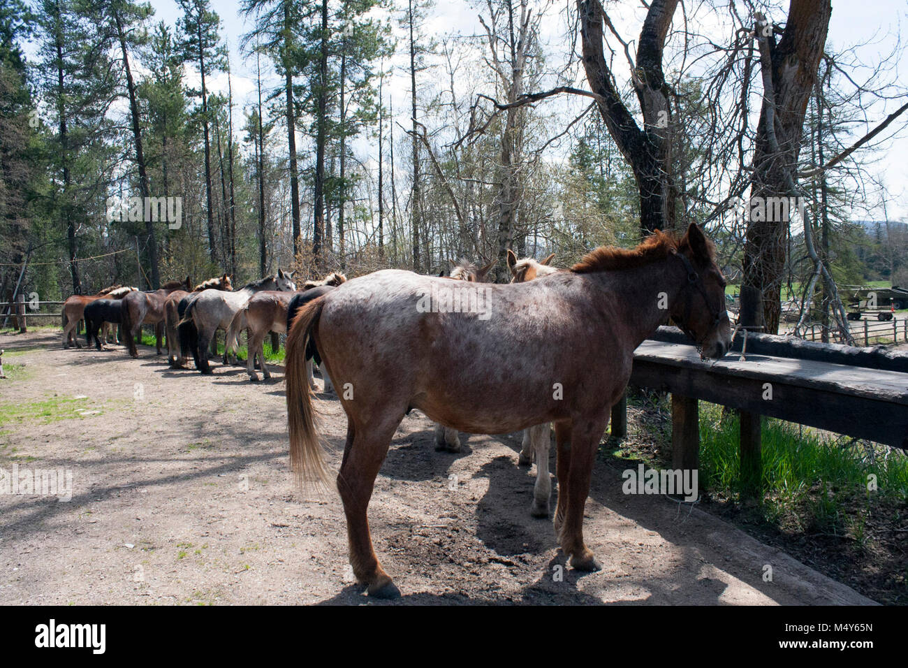 Pack widlife hi-res stock photography and images - Alamy