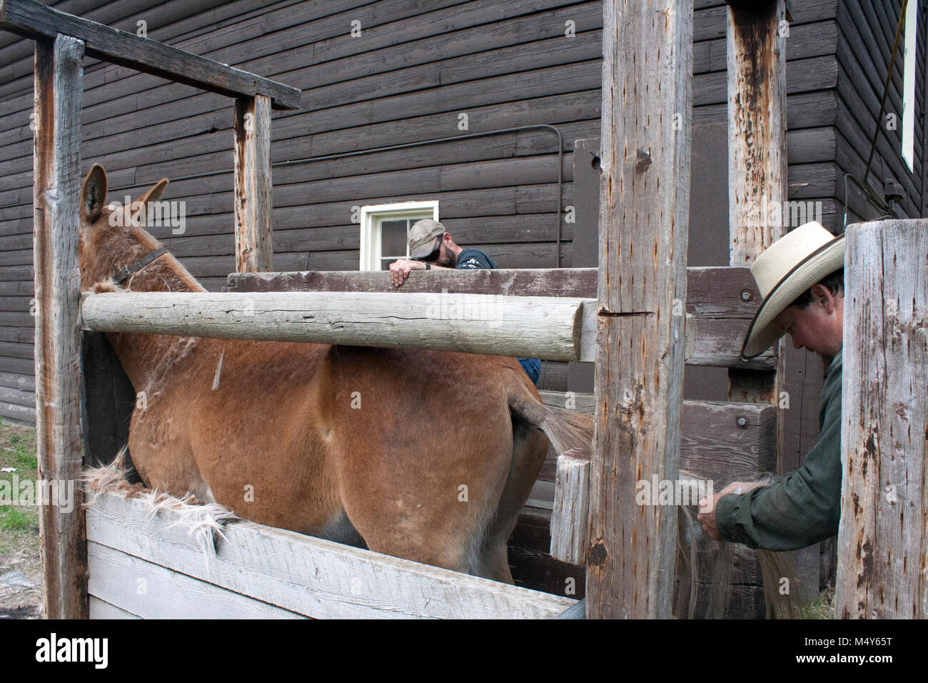 Packer with NPS Pack Animal Stock Photo - Alamy