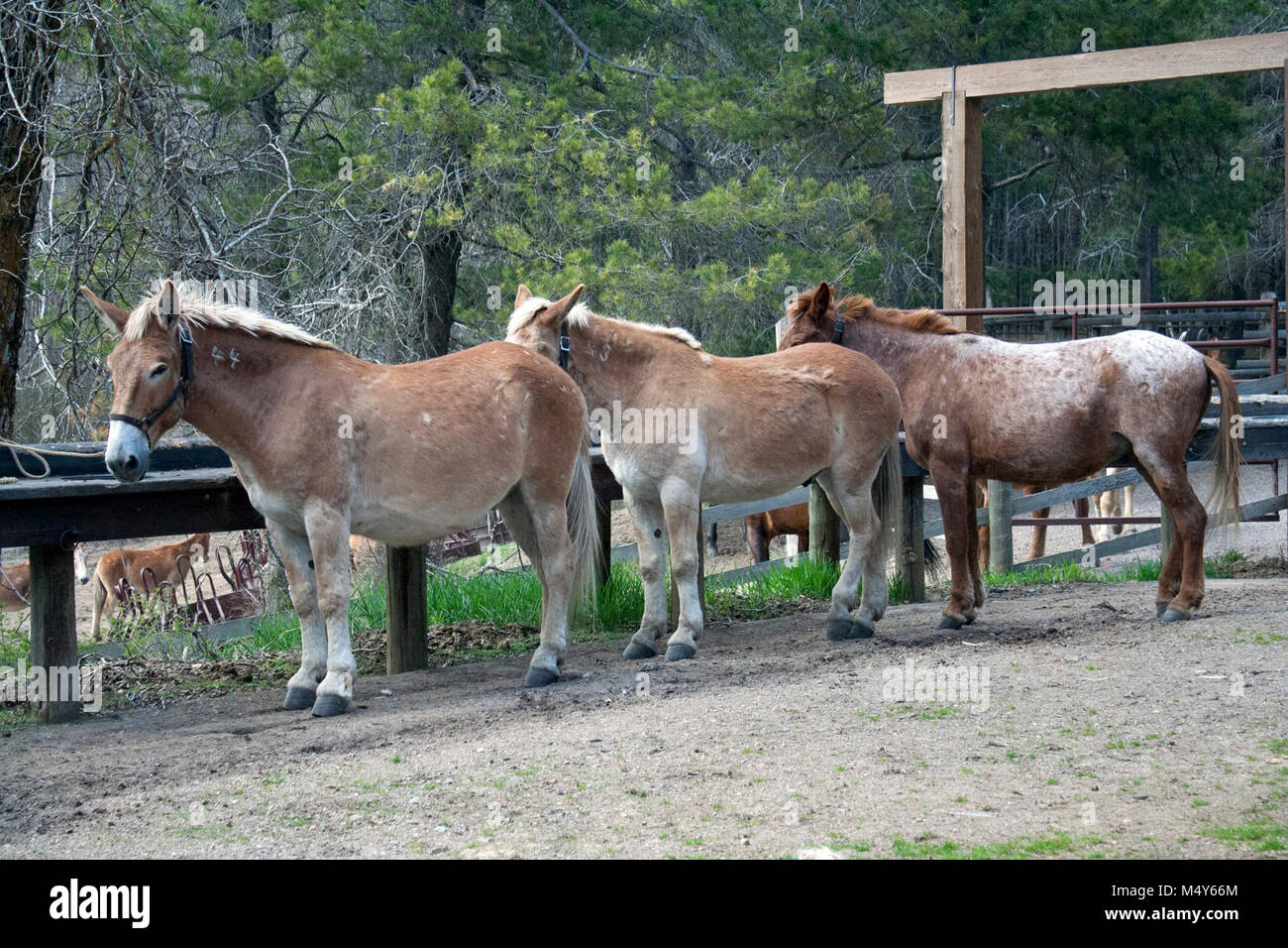 NPS Pack Animals Stock Photo - Alamy