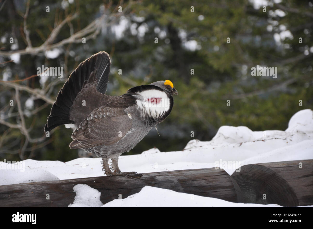Montana grouse hi-res stock photography and images - Alamy