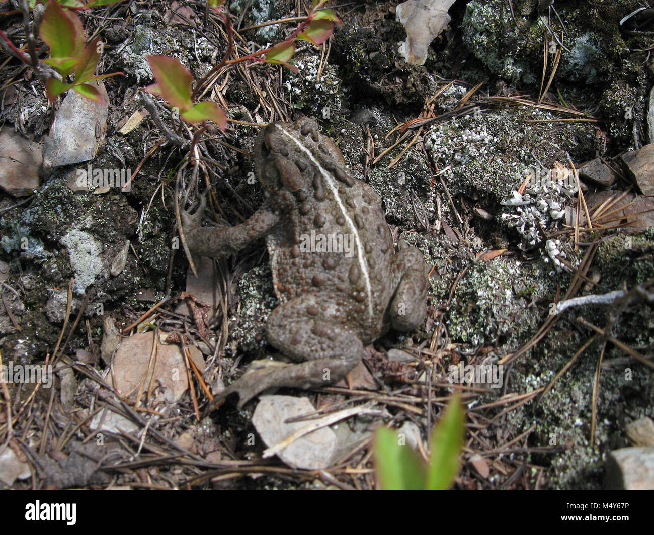 Western Boreal Toad Stock Photo - Alamy