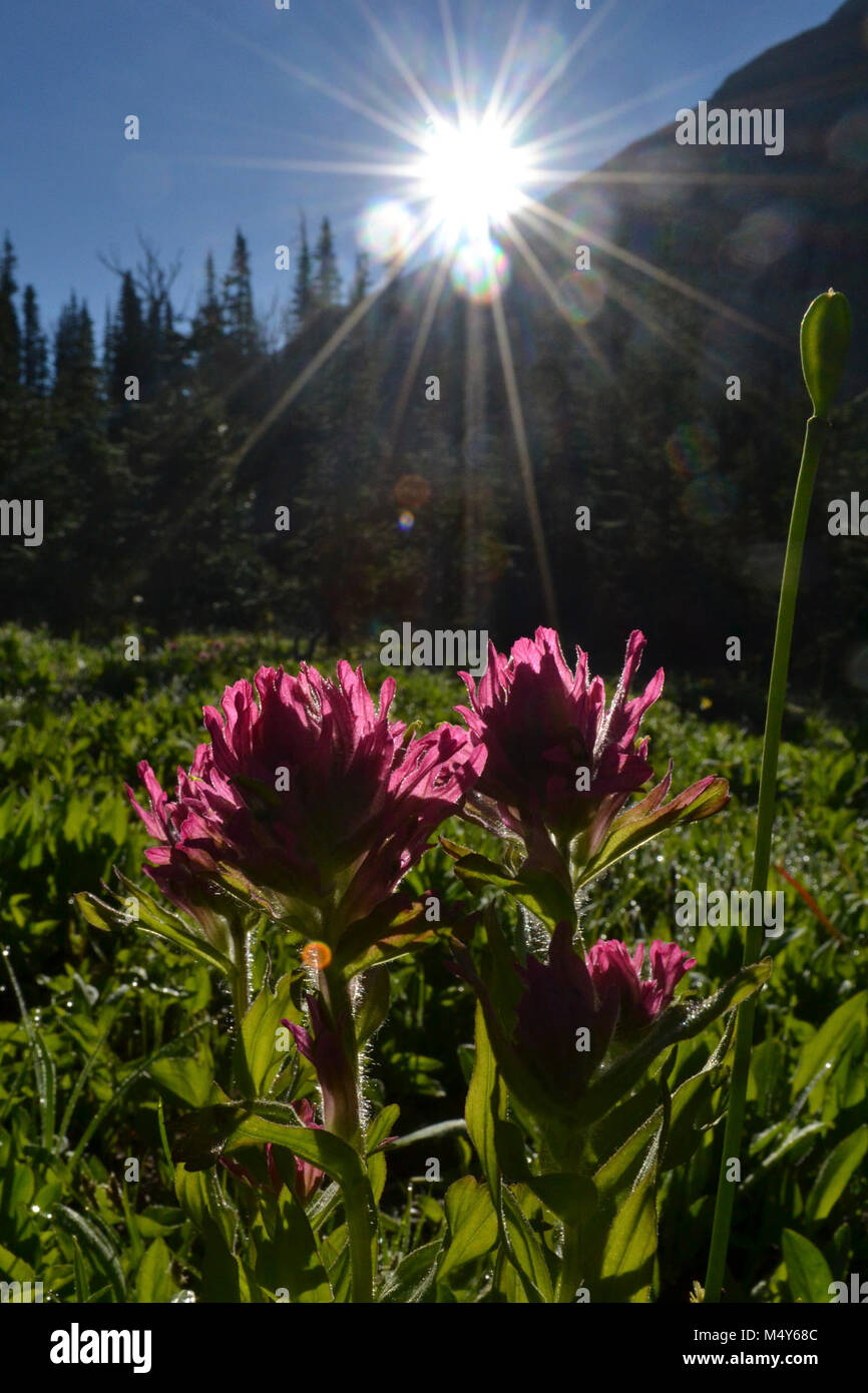 Alpine Paintbrush - Castilleja Rhexiifolia Stock Photo - Alamy