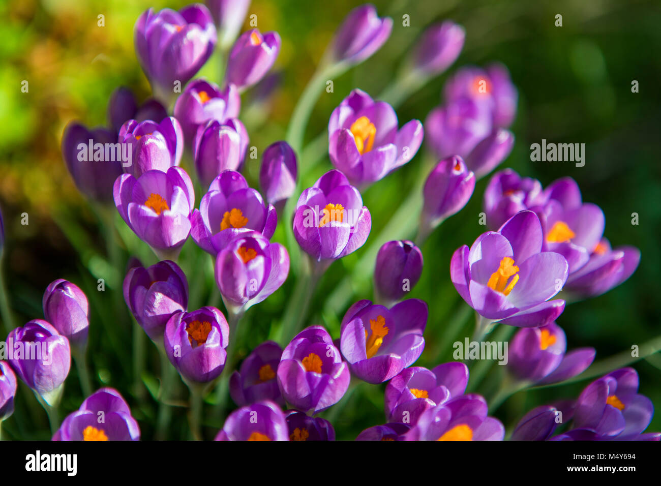 Crocus flowers in bloom, winter Stock Photo - Alamy