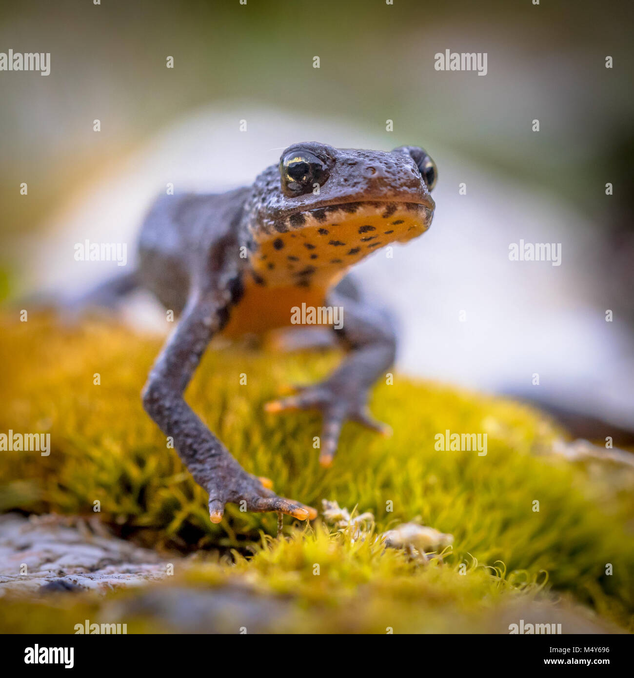Alpine newt (Ichthyosaura alpestris) frontal on moss and rocks in ...