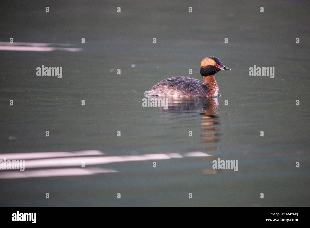 Horned Grebe - Podiceps auritus Stock Photo - Alamy