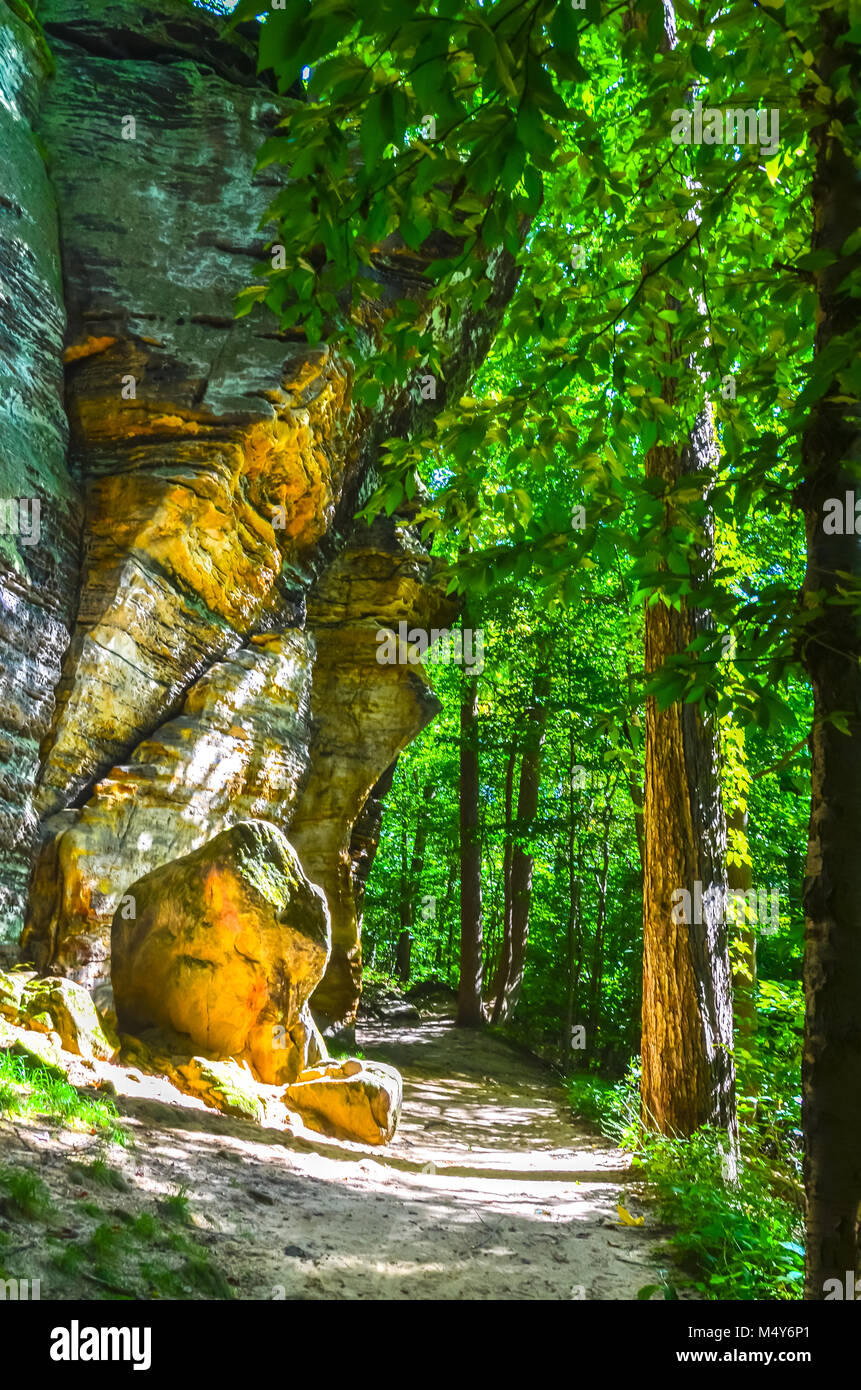 Trails along massive walls of Sharon conglomerate rock, draped in ferns ...