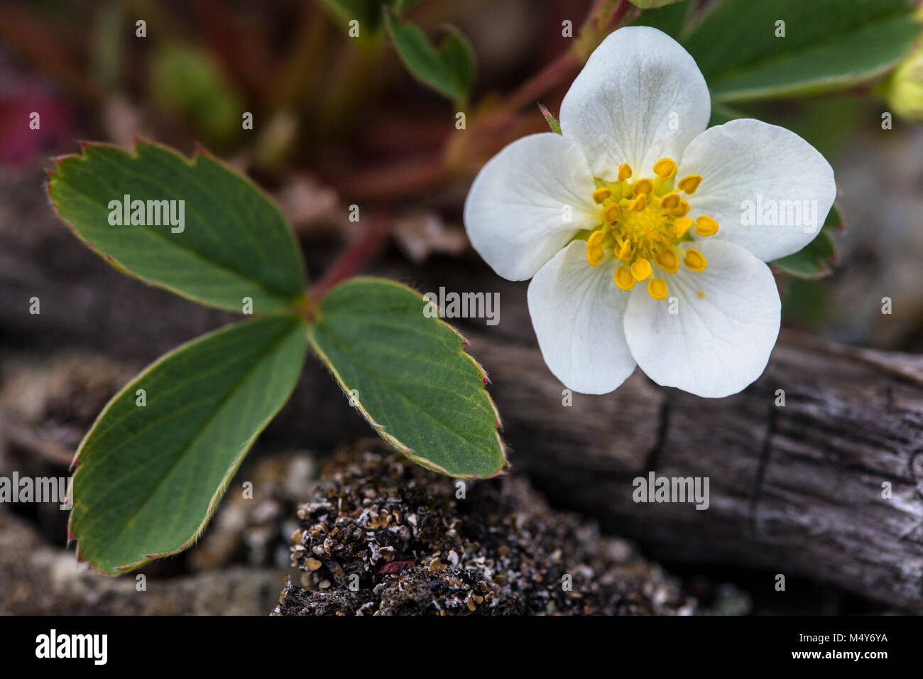 Strawberry - Fragaria virginiana Stock Photo - Alamy
