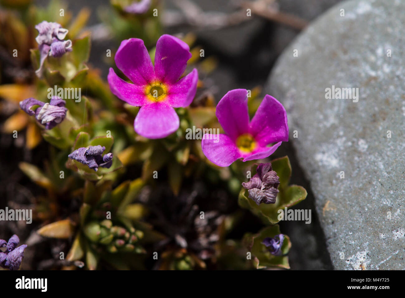 Mountain Douglasia (Dwarf-primrose) - Douglasia montana Stock Photo - Alamy
