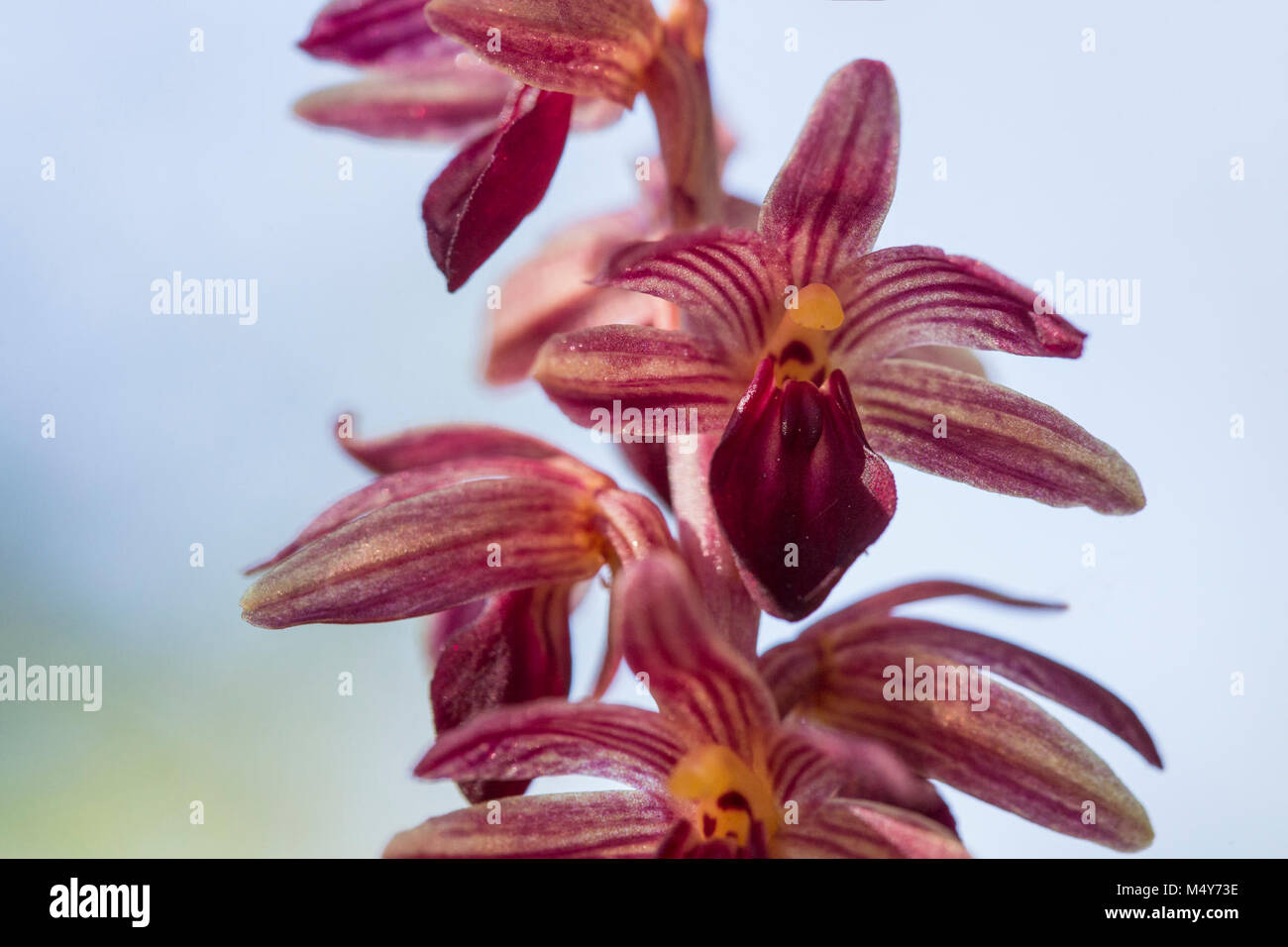 Striped Coralroot - Corallorhiza striata Stock Photo - Alamy