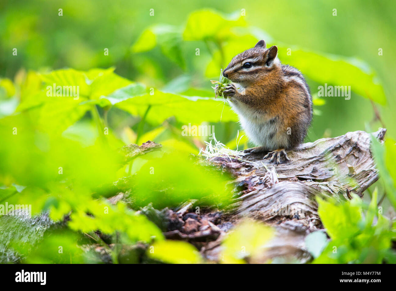 Chipmunk eating Flowerhead Stock Photo - Alamy