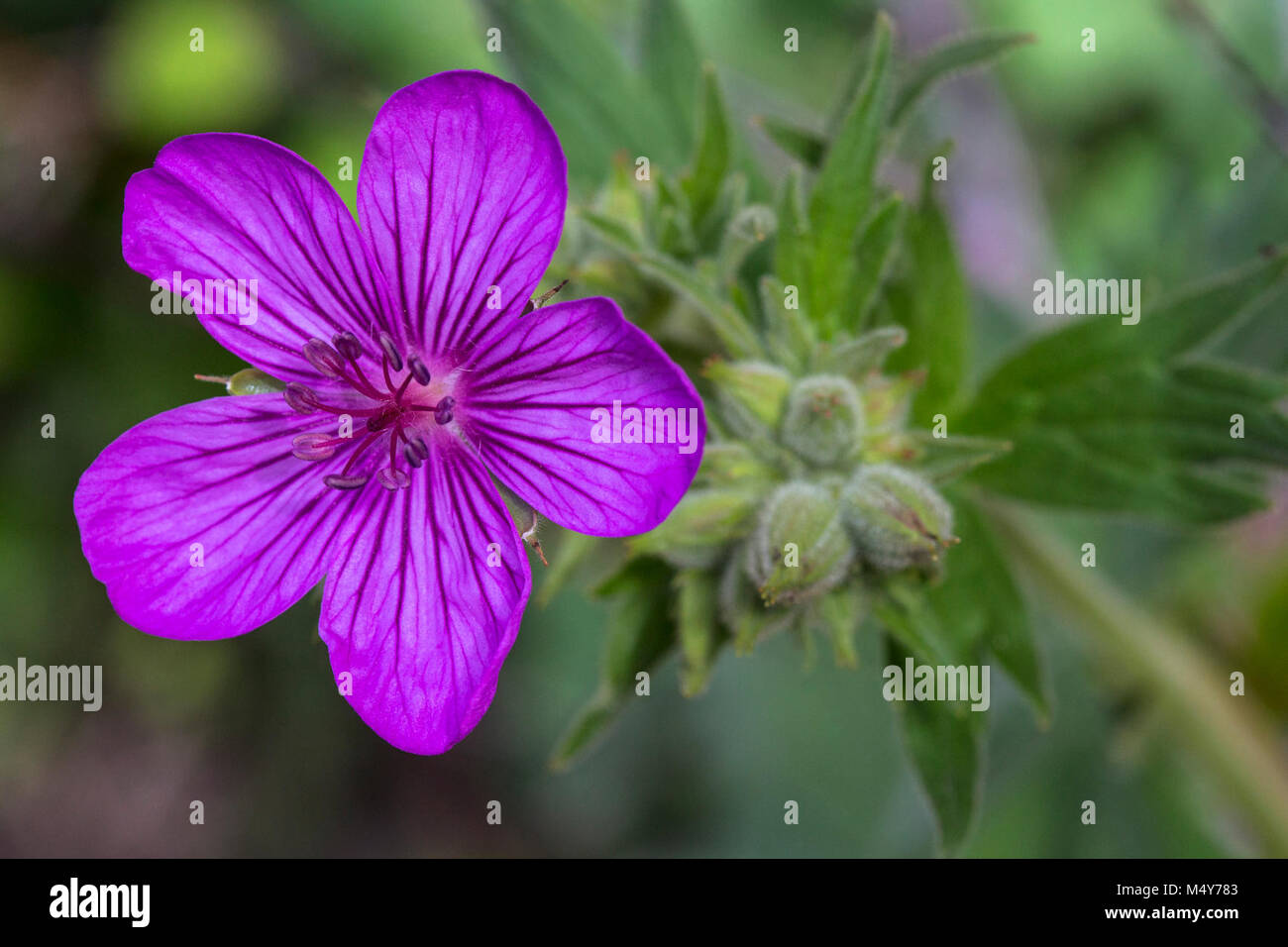 Sticky Geranium - Geranium viscosissimum Stock Photo - Alamy