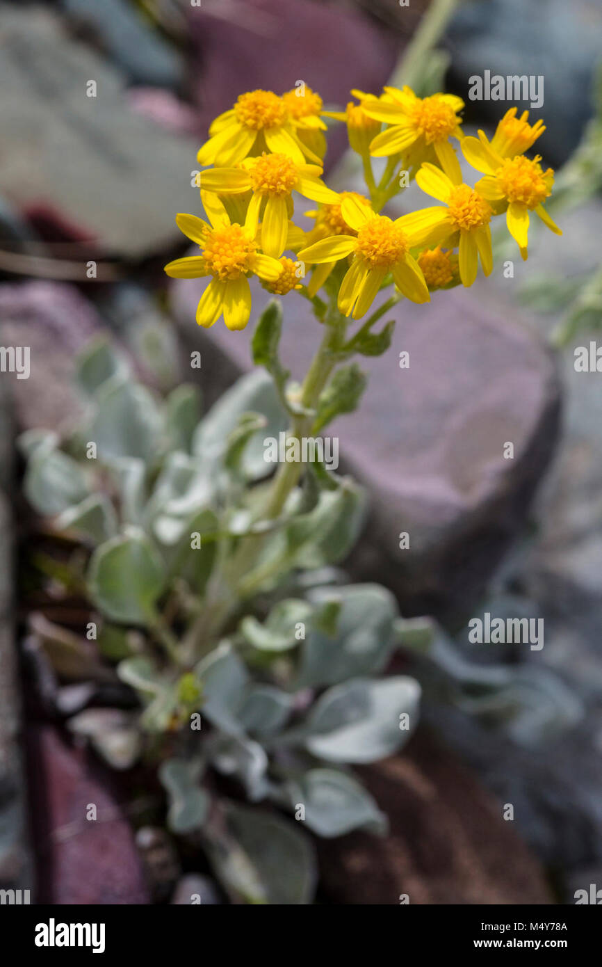 Woolly Groundsel High Resolution Stock Photography and Images - Alamy